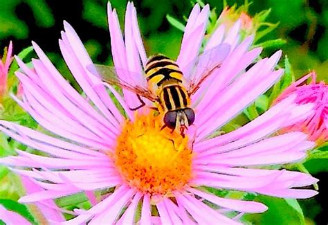 Hover Fly Whats That Bug