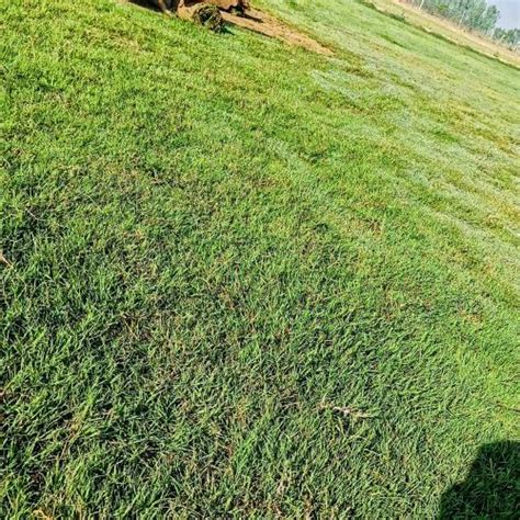 Green Natural Selection Number One Grass For Garden At ₹ 8sq Ft In Lucknow