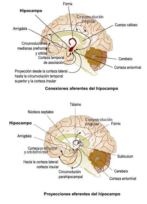 Hipocampo y Septum su relación con la memoria y las emociones