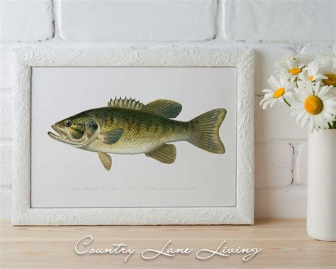 Small Mouth Black Bass Illustration Download Aged Book Etsy