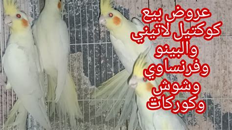 عروض بيع كوكتيل لاتيني والبينو وشوش وكوركات ٢٠٢٢٩٢٧ Youtube