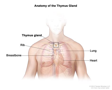 Figure Anatomy Of The Thymus Gland Pdq Cancer Information Summaries Ncbi Bookshelf