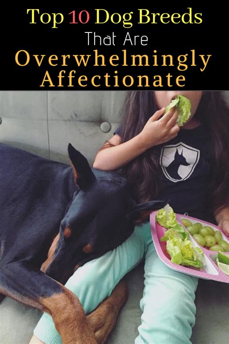 10 Dog Breeds That Are Overwhelmingly Affectionate Artofit