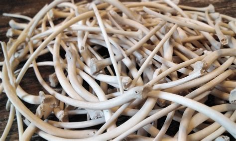 Python Rib Bones For 2 Jumbo Wild From Fla Usa Etsy