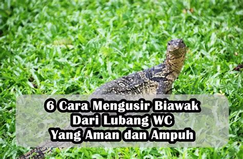 Cara Mengusir Biawak Dari Lubang WC Yang Aman Dan Ampuh BanyakCara