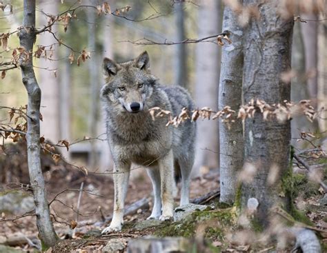 Kodėl moteris turi daugiau šansų sutikti vilką? - Grynas.lt