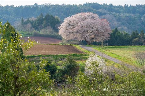 田住の一本桜 Sakuragraph
