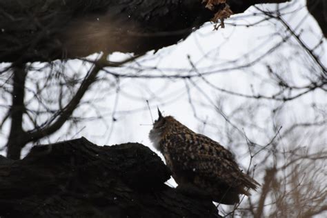 Manhattan Bird Alert On Twitter RT Hanabi NYC Today March Flaco In Central Park Flaco