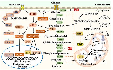 Molecular Mechanisms of Stem Cell Metabolic Regulation. The HBP pathway ...
