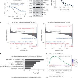 GNE 7883 Specifically Decreases Chromatin Accessibility At TEAD Motifs