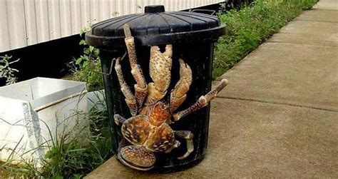 Coconut Crabs Talk A Lot During Sex Study Finds