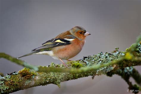 Buchfink Foto And Bild Tiere Wildlife Wild Lebende Vögel Bilder Auf