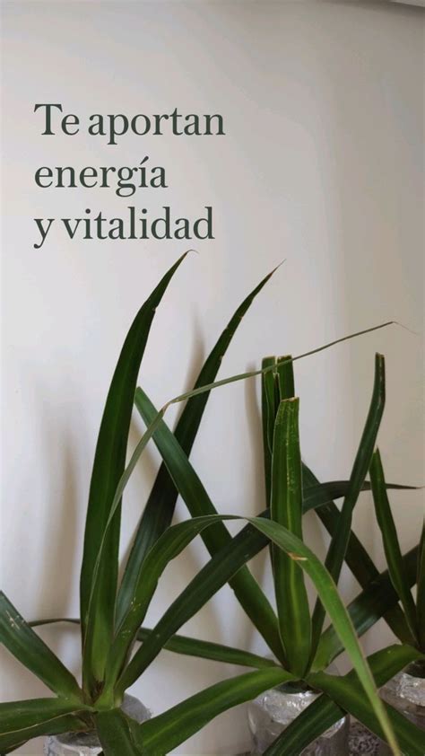 Beneficios de tener plantas en tu hogar Plantas Ideas de jardinería Decoración de unas