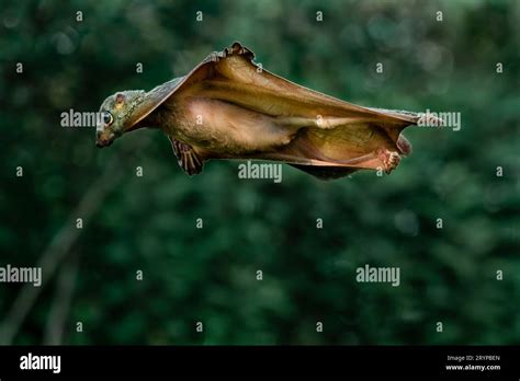 Flying Lemur SERANG INDONESIA INCREDIBLY RARE Images Show A Cleverly