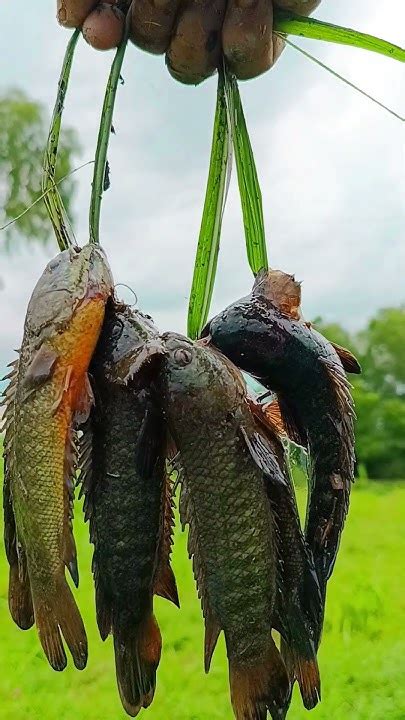 দেশী কৈ মাছ শুকনা ক্ষেত থেকে ধরলাম Village Youtube