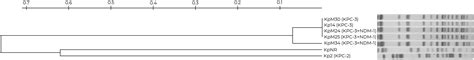 Emergence And Clonal Expansion Of Klebsiella Pneumoniae St307