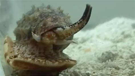 Photos Deadly Cone Snail Venom Could Yield Miracle Drug For Diabetes Interesting Engineering