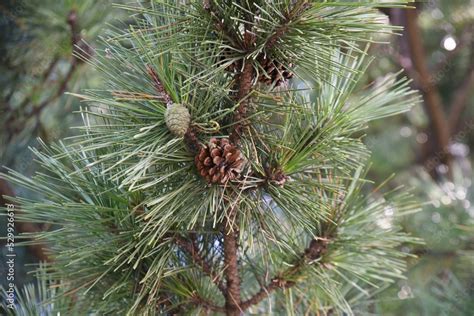 Conifer Cones Pinecones Pine Cones Are The Enlarged Female Flowers Of Pine Trees Stock Photo
