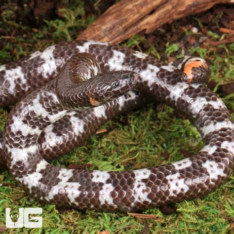 Cylindrophis Ruffus