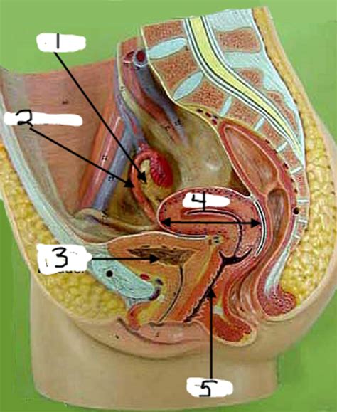 Reproductive System 8 Diagram Quizlet