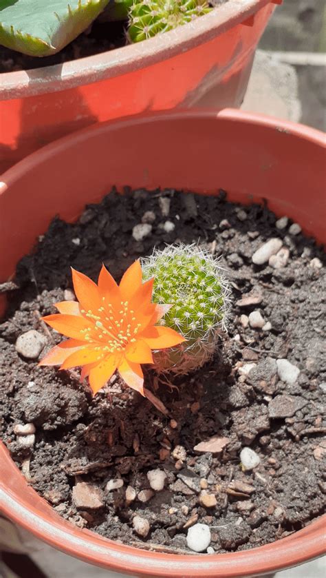 Found This Interesting R Cactus