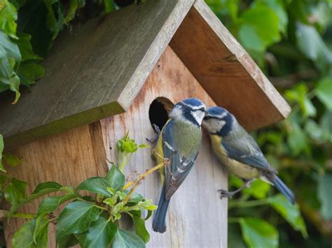 Blue Tit Nesting A Complete Guide Birdfact
