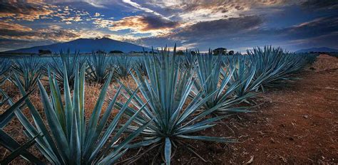 10 Actividades A Realizar En Tequila Jalisco Revista Aventurero