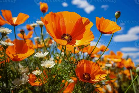 Orange California Poppy And Grasshopper Vibrant Wildflower Meets Lively