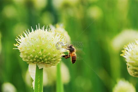 蜜蜂传播花粉高清图片下载 正版图片502402954 摄图网