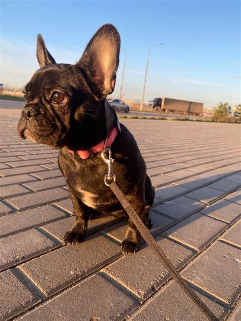 Французский бульдог в 2024 г Французский бульдог Бульдог Собаки