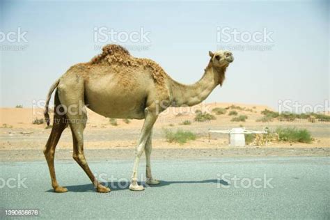 야생의 Dromedary 또는 성인 아라비아 낙타가 배경에 모래 언덕이있는 사막 한가운데있는 길을 건너고 측면에서 촬영되었습니다