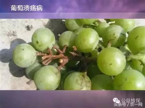 葡萄病害高清圖譜 每日頭條