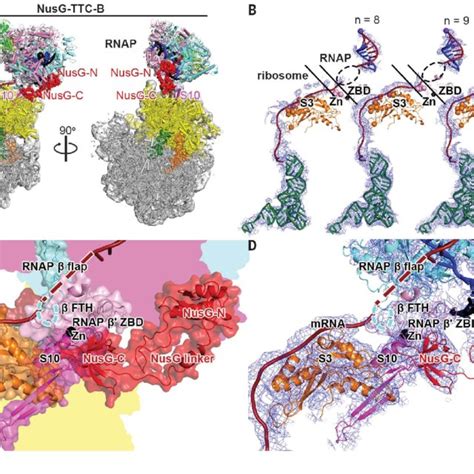 Cryo Em Structure Of Nusg Ttc B A Structure Of Nusg Ttc B 47 Å N
