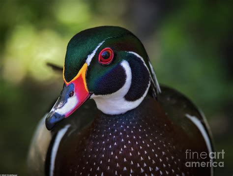 Woody Photograph By Mitch Shindelbower Fine Art America