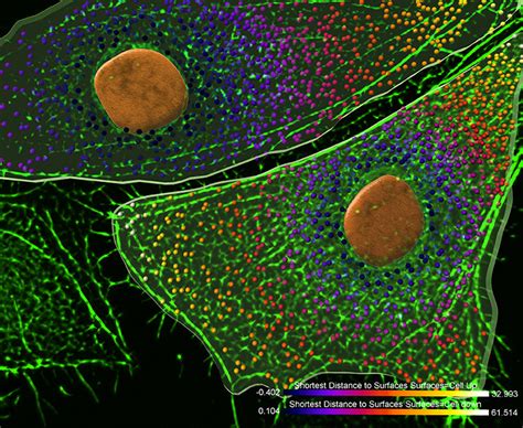 Imaris 95 3d4d Image Visualization And Analysis With Deconvolution