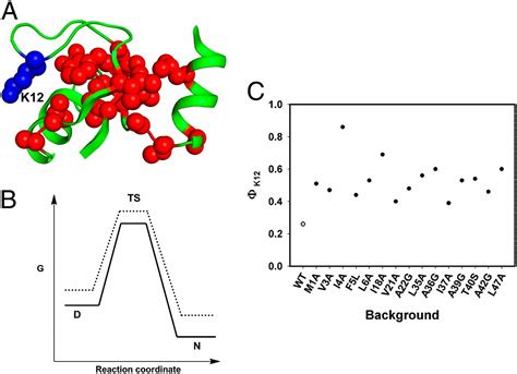 Energetically Significant Networks Of Coupled Interactions Within An Unfolded Protein Pnas
