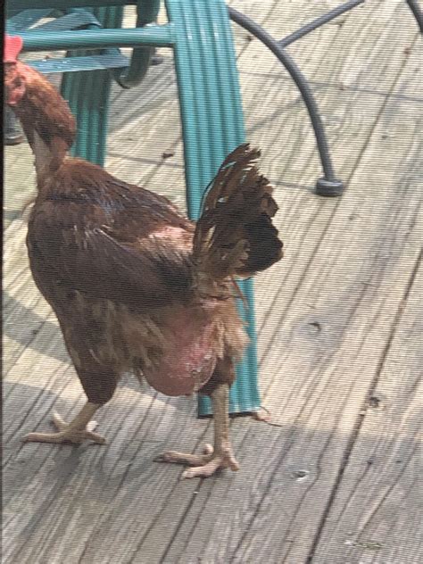 What Is This Bulge On Her Butt R Chickens
