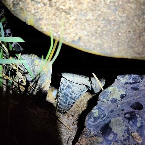 澎湖望安綠蠵龜保育區有喜 母龜睽違28年再度登岸產卵 自由電子報 Line Today