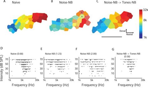 Degradation And Refinement Of Primary Auditory Cortex By Noise Nb Download Scientific Diagram