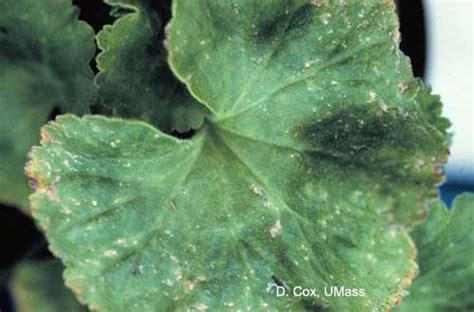 Iron And Manganese Toxicity On Geranium Center For Agriculture Food