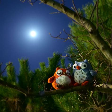 깜깜한 밤 깊은 숲 속 분위기 좋은 달빛 아래 두 부엉이가 오붓하게 데이트하는 줄 아셨겠지만 사실은 활동시간이 다른 귀여운