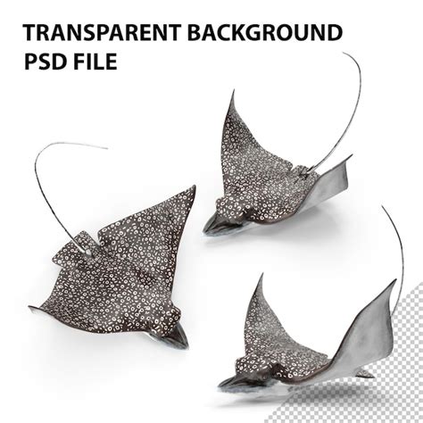 Premium Psd Eagle Ray Png