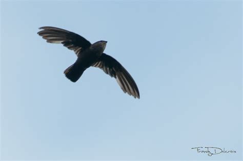 Lesser Antillean Swift