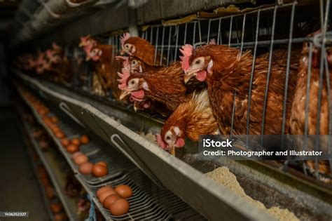 공장 닭고기 계란 생산 붉은 닭은 특별한 새장에 앉아 있습니다 선형 원근법 농업 회사 가금류에 대한 스톡 사진 및 기타 이미지