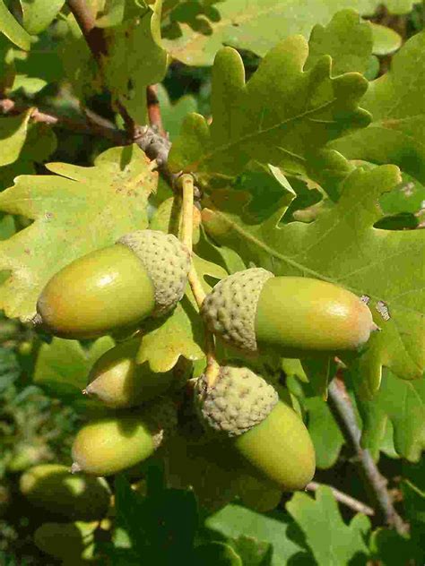 Sadnice Lišćara Sadnice Japanske Trešnje Sadnice Japanske šljive