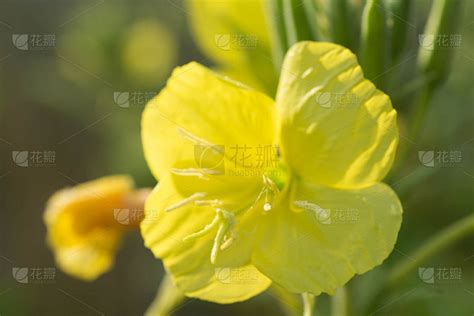 樱草花 黄色 大特写 美 水平画幅 园艺 夏天 户外 特写 明亮
