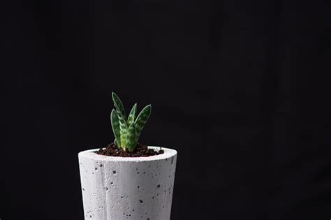 선인장 애호가를위한 방 장식에 수제 콘크리트 냄비에 즙이 많은 식물 Diy에 대한 스톡 사진 및 기타 이미지 Diy 꽃