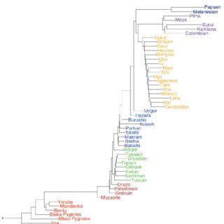 Dendrogram Based On Data From 51 Populations In The Human Genome Download Scientific Diagram