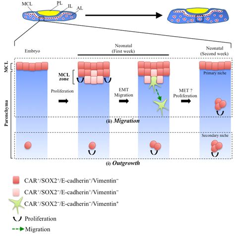 Jcm Special Issue Epithelial Mesenchymal Transition