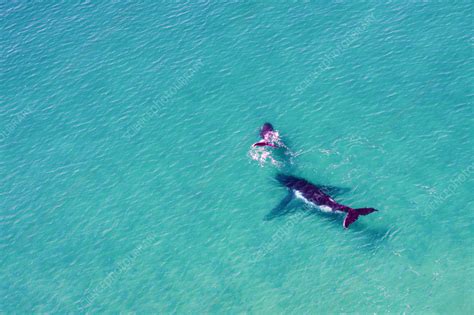 Aerial View Of Humpback Whale Mother And Calf Australia Stock Image